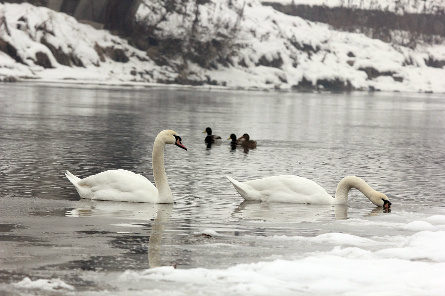 Labudovi oduševljavaju prolaznike - Zenicablog