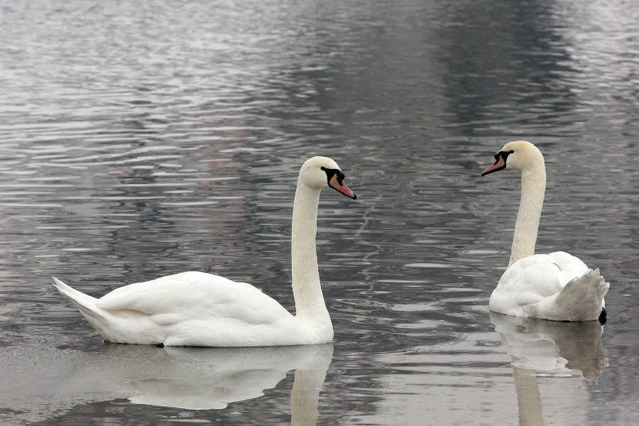 Labudovi oduševljavaju prolaznike - Zenicablog