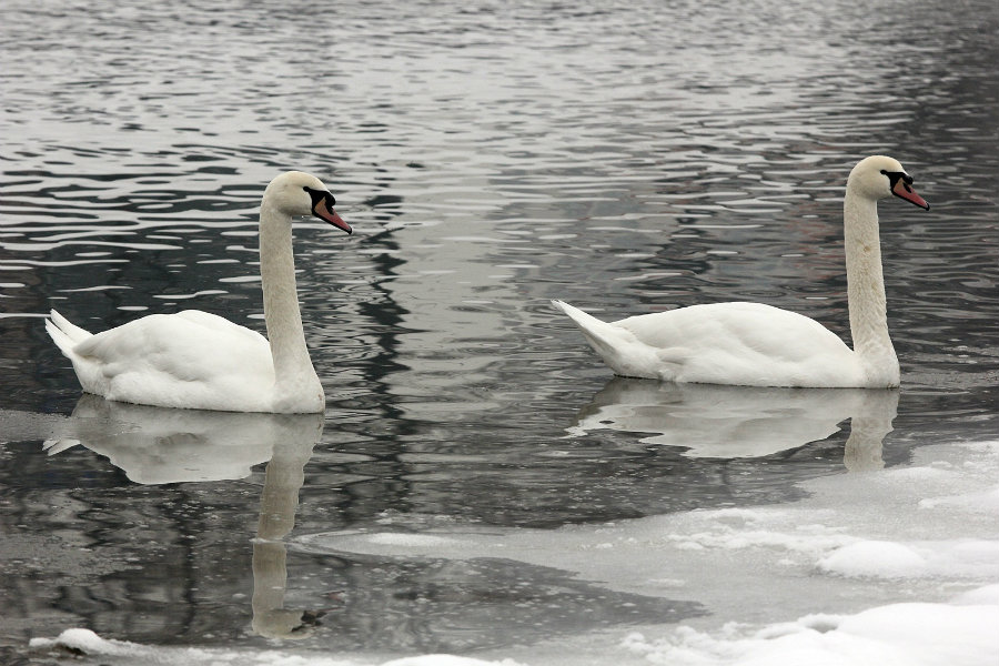 Labudovi oduševljavaju prolaznike - Zenicablog
