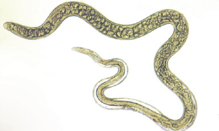 TRIHINELOZA -TRIHINELLA - stalno prisutna prijetnja u mesu svinja ...