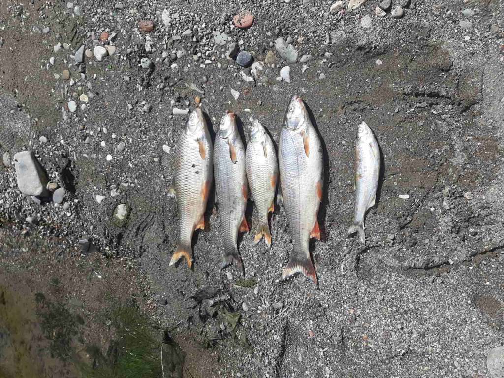 Pomor ribe u rijeci Bosni kod Vranduka, informisano i Tužilaštvo ...