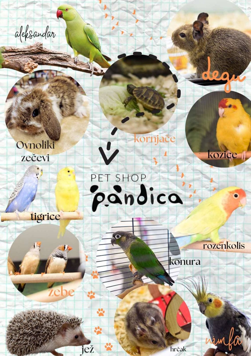 Pet shop Pandica: Zaplovite u svijet ljubavi i radosti sa našom ...
