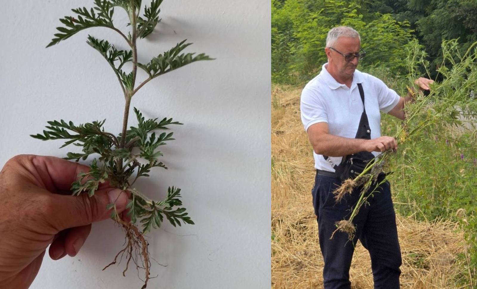 ambrozija naslovna - Zenicablog